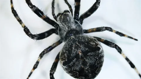 Spider. Sequence. Loop. Macro | Stock Video | Pond5