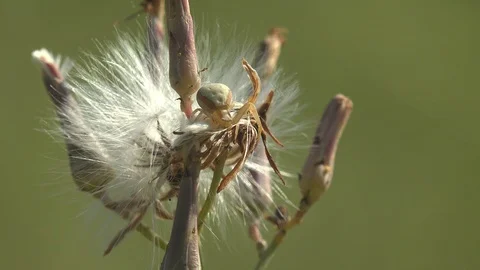 Insects Attack Stock Videos – Royalty-Free HD & 4K Videos