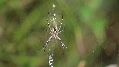 Spider on spider camera makes zoom on sp... | Stock Video | Pond5