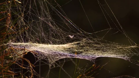 Spider threads on a dark background | Stock Video | Pond5