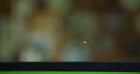 The Spider On Top Of Laptop Green screen | Stock Video | Pond5