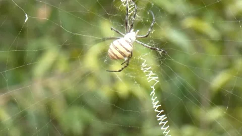 Mp4 Save Video Stock Videos – Royalty-Free HD & 4K Videos