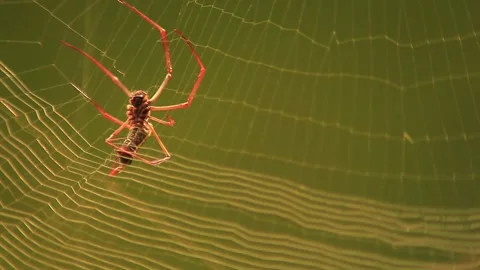 Spider uses its legs to attach silk thre... | Stock Video | Pond5