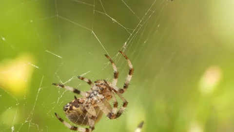 Spider Swinging Stock Footage ~ Royalty Free Stock Videos | Pond5