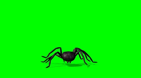 Spider Green Screen Stock Footage ~ Royalty Free Stock Videos | Page 2