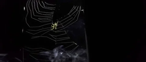 Spider weaving a cobweb in smoke on a bl... | Stock Video | Pond5