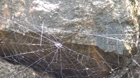 Spider Sounds Stock Footage ~ Royalty Free Stock Videos | Pond5