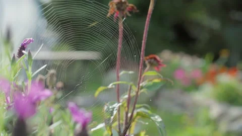 Spider web Cast between the plants for t... | Stock Video | Pond5