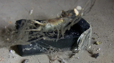 Hiding Graves Stock Video Footage | Royalty Free Hiding Graves Videos ...