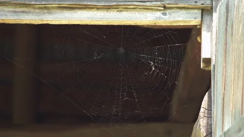 Corner Spider Web Stock Video Footage | Royalty Free Corner Spider Web ...