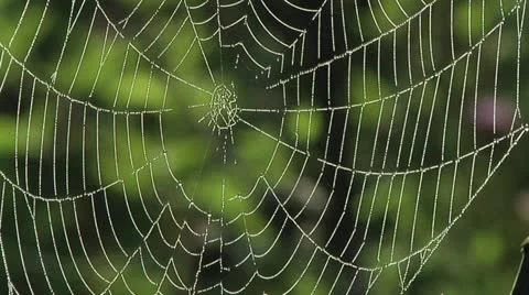 Spider Web Laceing Stock Videos – Royalty-Free HD & 4K Videos | Pond5