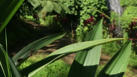 Spider on web, moving in wind with tropi... | Stock Video | Pond5