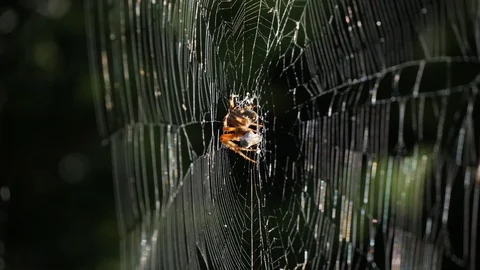 Spider on a web. Slow motion. | Stock Video | Pond5
