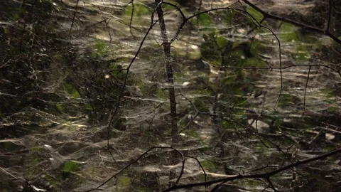 Spider webs spread in the forest, India | Stock Video | Pond5