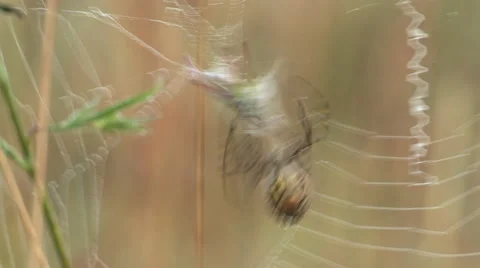 A spider wrapping an insect in it's web. | Stock Video | Pond5