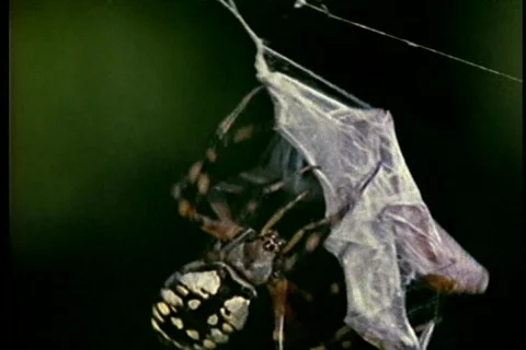 A spider wraps a captured insect in a we... | Stock Video | Pond5