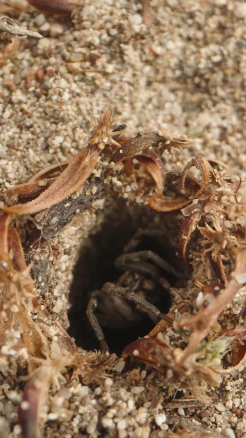 Network From Crawling Stock Video Footage | Royalty Free Network From Crawling Videos | Pond5