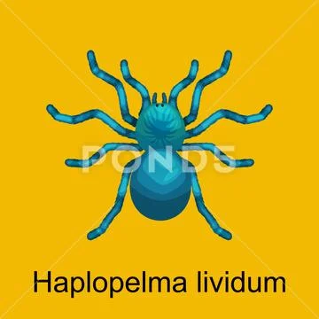 Spiders cartoon set, dangerous insects collection: Graphic #72732057