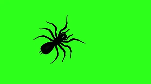 Spiders Background Stock Video Footage | Royalty Free Spiders ...