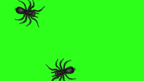Spiders Moving on Green Background | Stock Video | Pond5