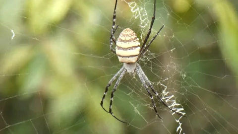 Mp4 Save Video Stock Videos – Royalty-Free HD & 4K Videos