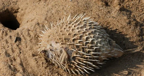Spiky Fish Dead Body on the Beach | Stock Video | Pond5