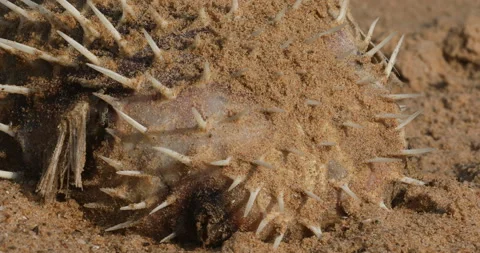 Spiky Fish Dead Body on the Beach | Stock Video | Pond5