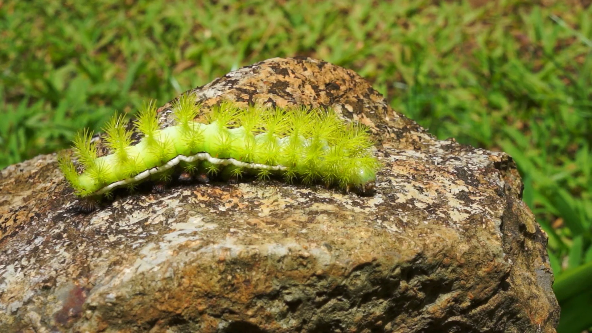 Green Caterpillar Identification Guide: 18 Common Types, 41% OFF Green Caterpillar Identification Guide: 18 Common Types, 41% OFF
