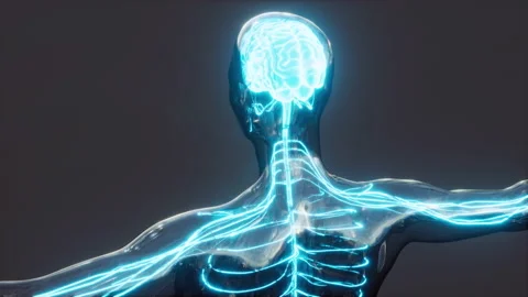 Spinal cord nerve energy impulses into b... | Stock Video | Pond5