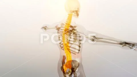 Spinal Cord Vertebral Column Cervical Vertebrae of Human Skeleton ...