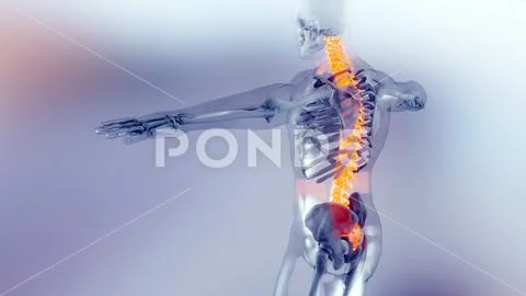 Spinal Cord Vertebral Column Cervical Vertebrae of Human Skeleton ...