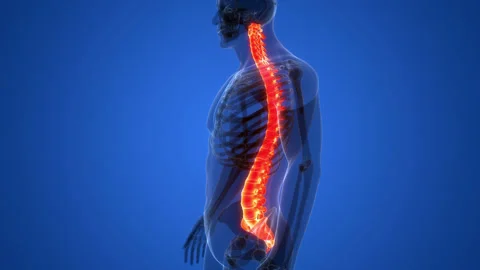 Spinal Nerve Animation