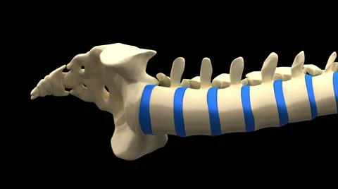 Spine Anatomy Stock Video Footage | Royalty Free Spine Anatomy Videos ...