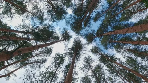 Spinning and rotation looking up under p... | Stock Video | Pond5