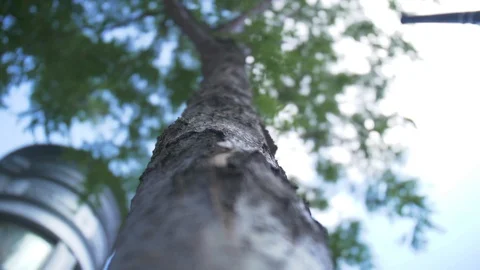 Spinning around a tree rotational camera... | Stock Video | Pond5