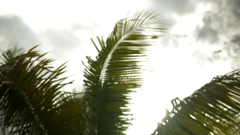 Spinning Below A Soaring Palm Tree From ... | Stock Video | Pond5
