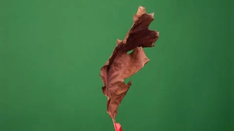 Spinning leaf on a uniform background, w... | Stock Video | Pond5