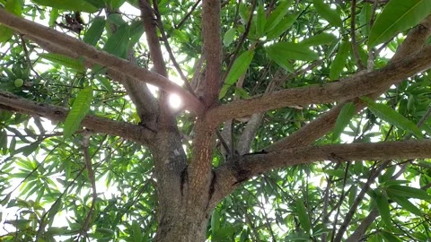 Spinning Mango Tree | Stock Video | Pond5