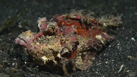 Stinger Stock Footage ~ Royalty Free Stock Videos | Pond5