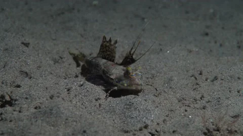 Spiny Devil Fish is hiding under the san... | Stock Video | Pond5