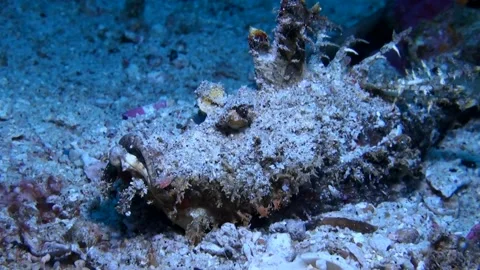 Stinger S Stock Videos – Royalty-Free HD & 4K Videos | Pond5