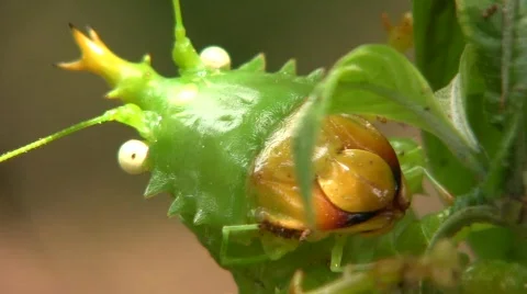 Spiny katydid (Panacanthus cuspidatus) | Stock Video | Pond5