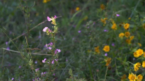 Ambient Folk Stock Videos – Royalty-Free HD & 4K Videos