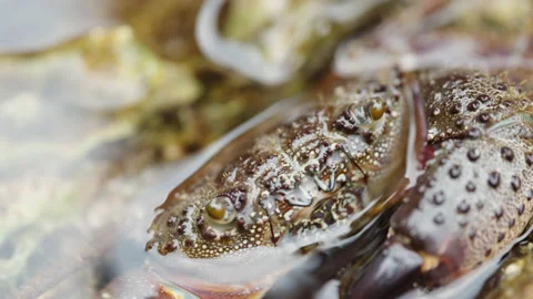 A spiny sea crab in the water moves its ... | Stock Video | Pond5