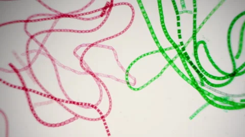 Spirogyra Under Microscope 100x Mic UK: Reflections On Studying