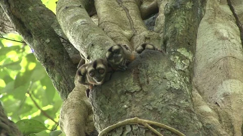 Spix's Night Monkey family in tree hole ... | Stock Video | Pond5