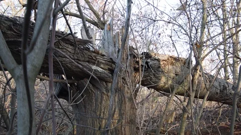 Tree Trunk Lightning From Sun Stock Videos – Royalty-Free HD & 4K ...