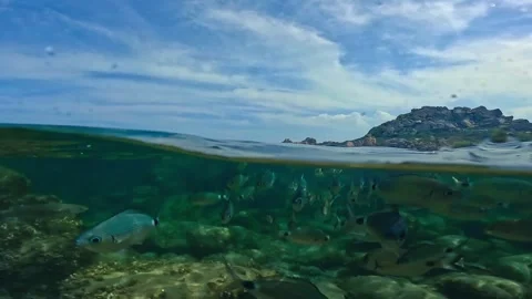 Split Underwater View of Sea Bream Fish ... | Stock Video | Pond5