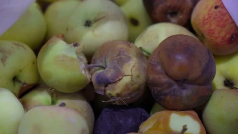 Spoiled apples. Bad harvest. The concept... | Stock Video | Pond5