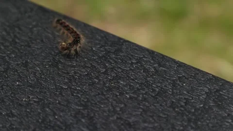 Caterpillar Silhouette Stock Video Footage | Royalty Free Caterpillar ...